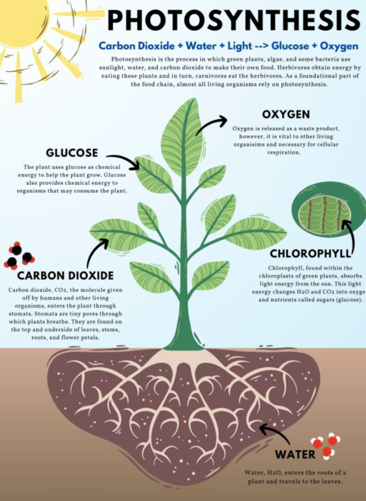 Understanding The Process of Photosynthesis - The Scientific Indian